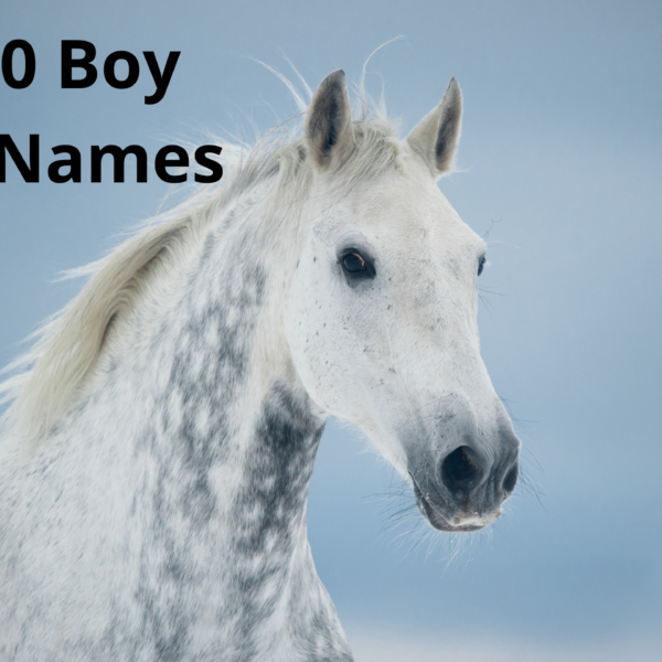 50 Stunning Grey Horse Names: Perfect Picks for Your Dappled, Silver ...